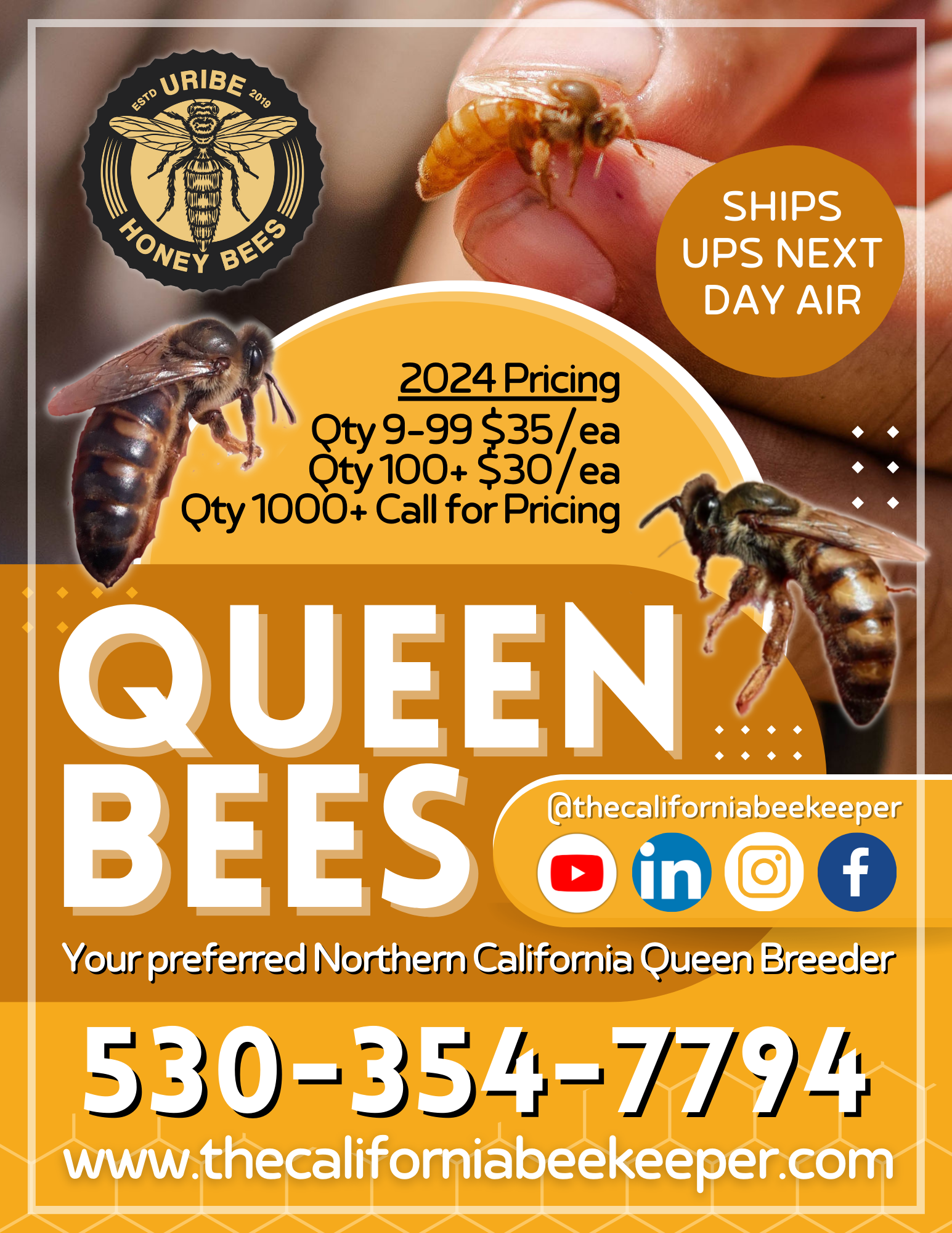 2025 Queen Bees (Unmarked) – Uribe Honey Bees | The California Beekeeper