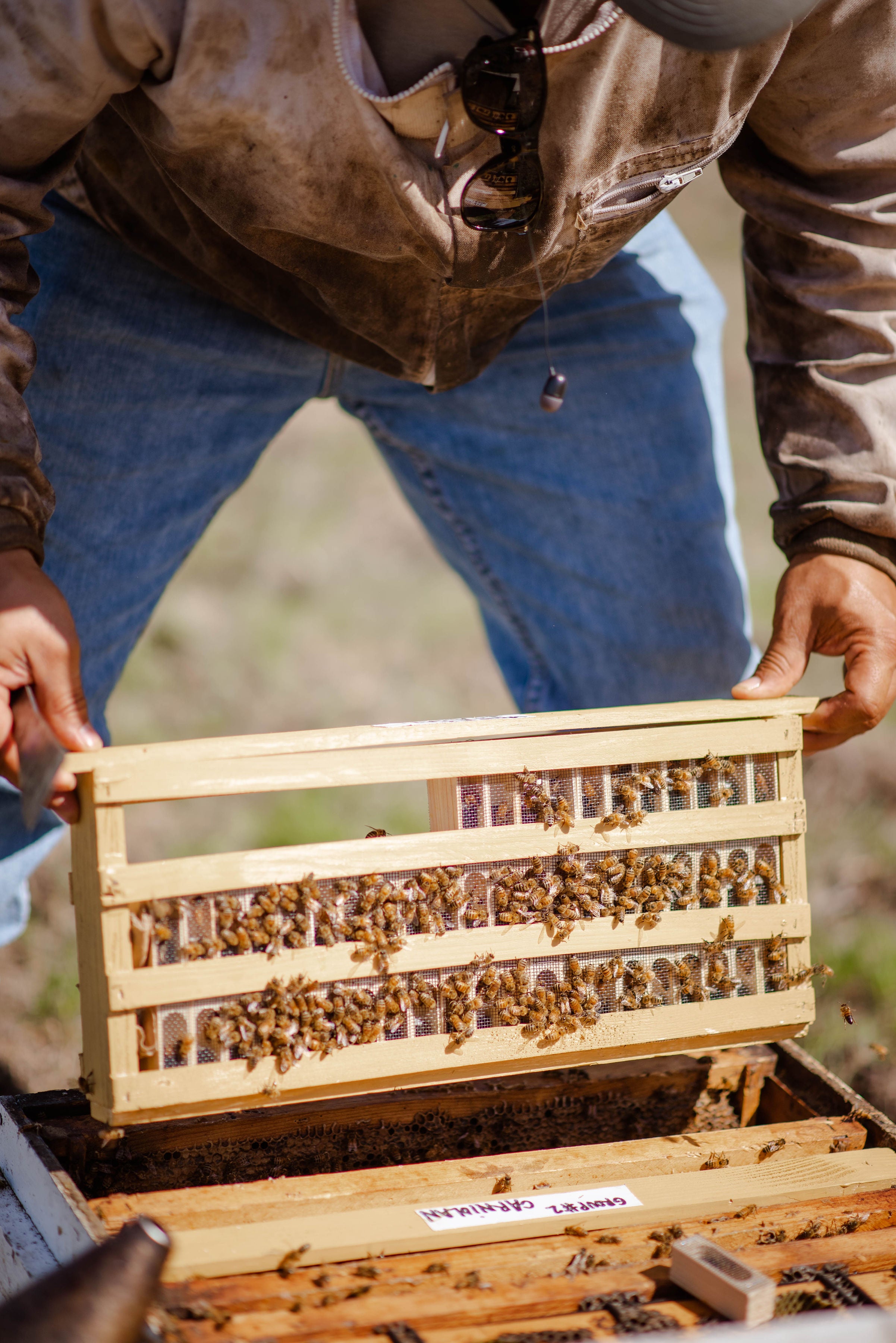 Welcome to Uribe Honey Bees! – Uribe Honey Bees | The California Beekeeper